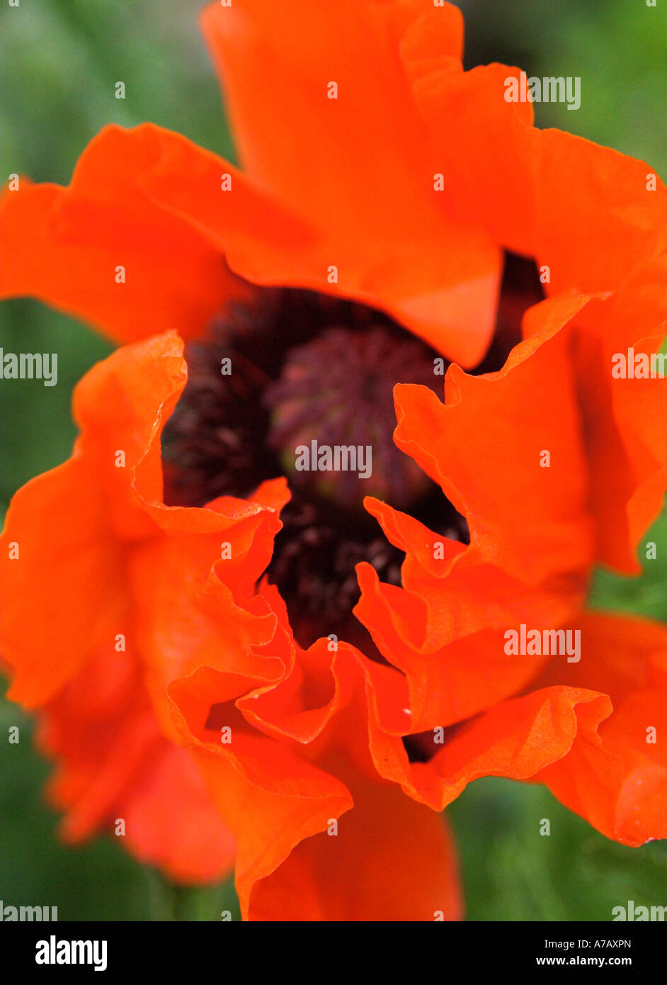 Big Orange Oriental Poppy Stock Photo - Alamy