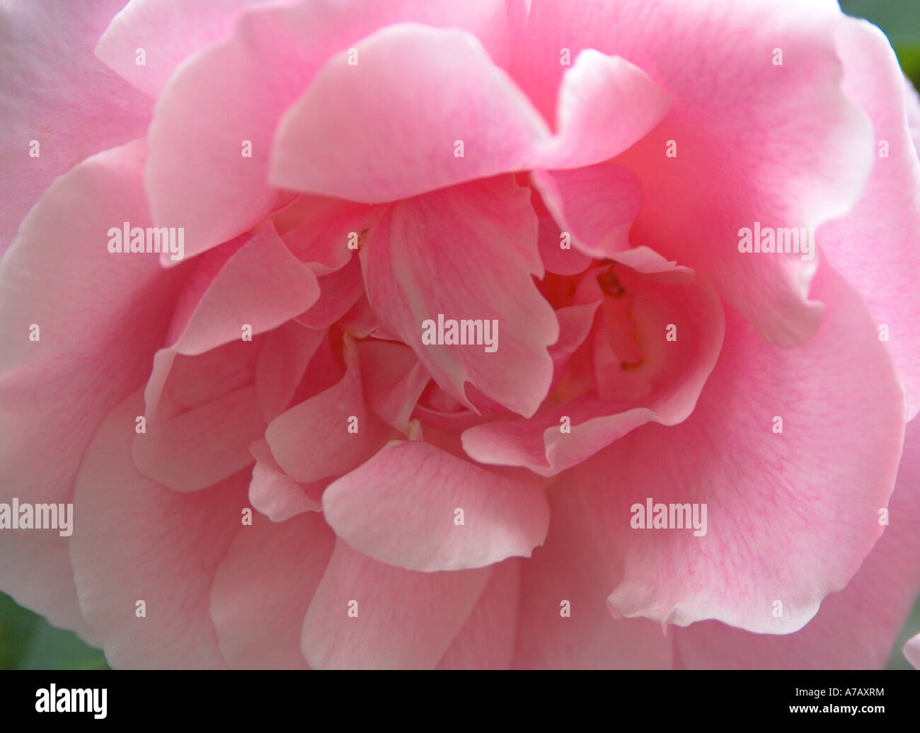 Soft pink rose hi-res stock photography and images - Alamy