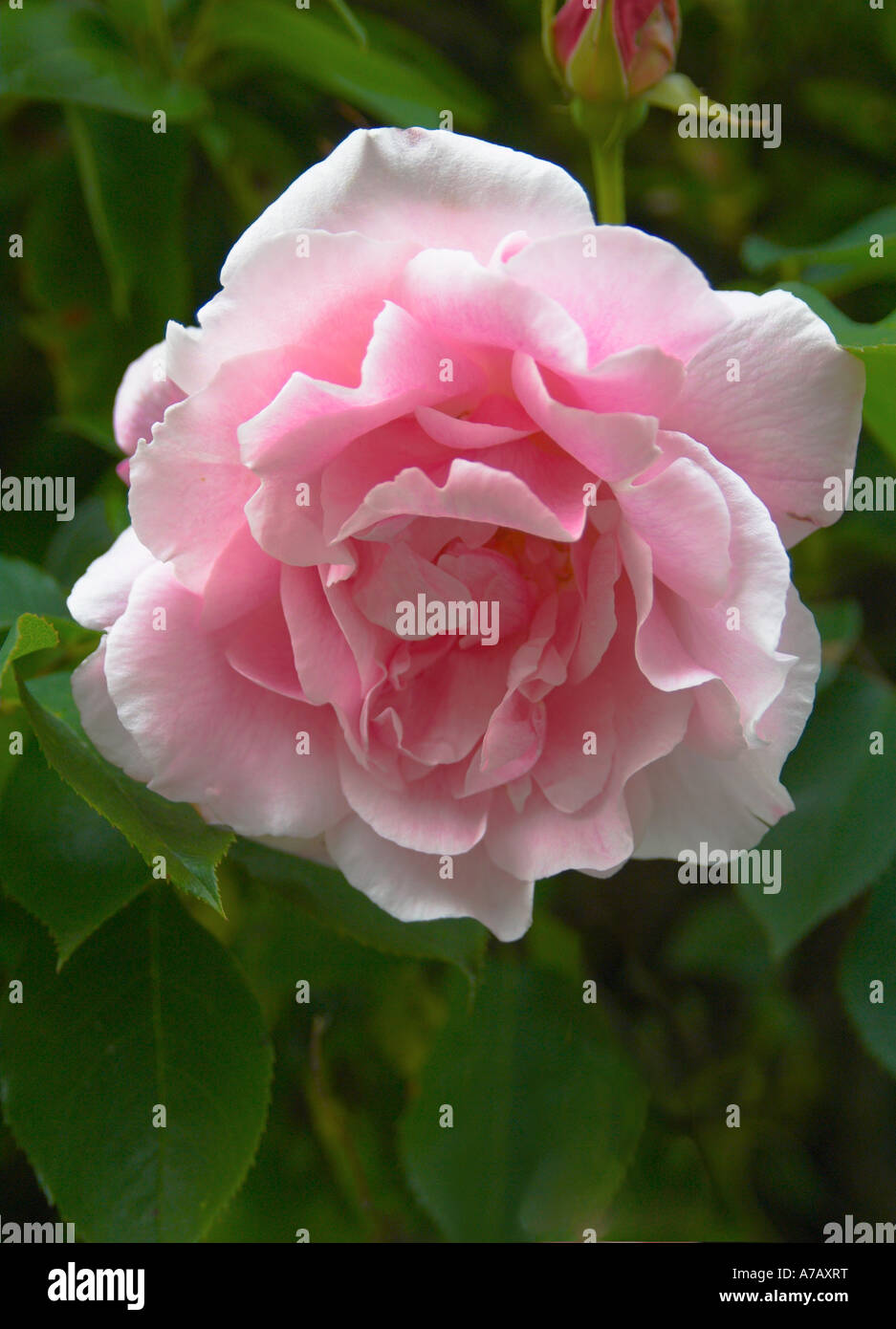 Soft Pink Rose Stock Photo - Alamy