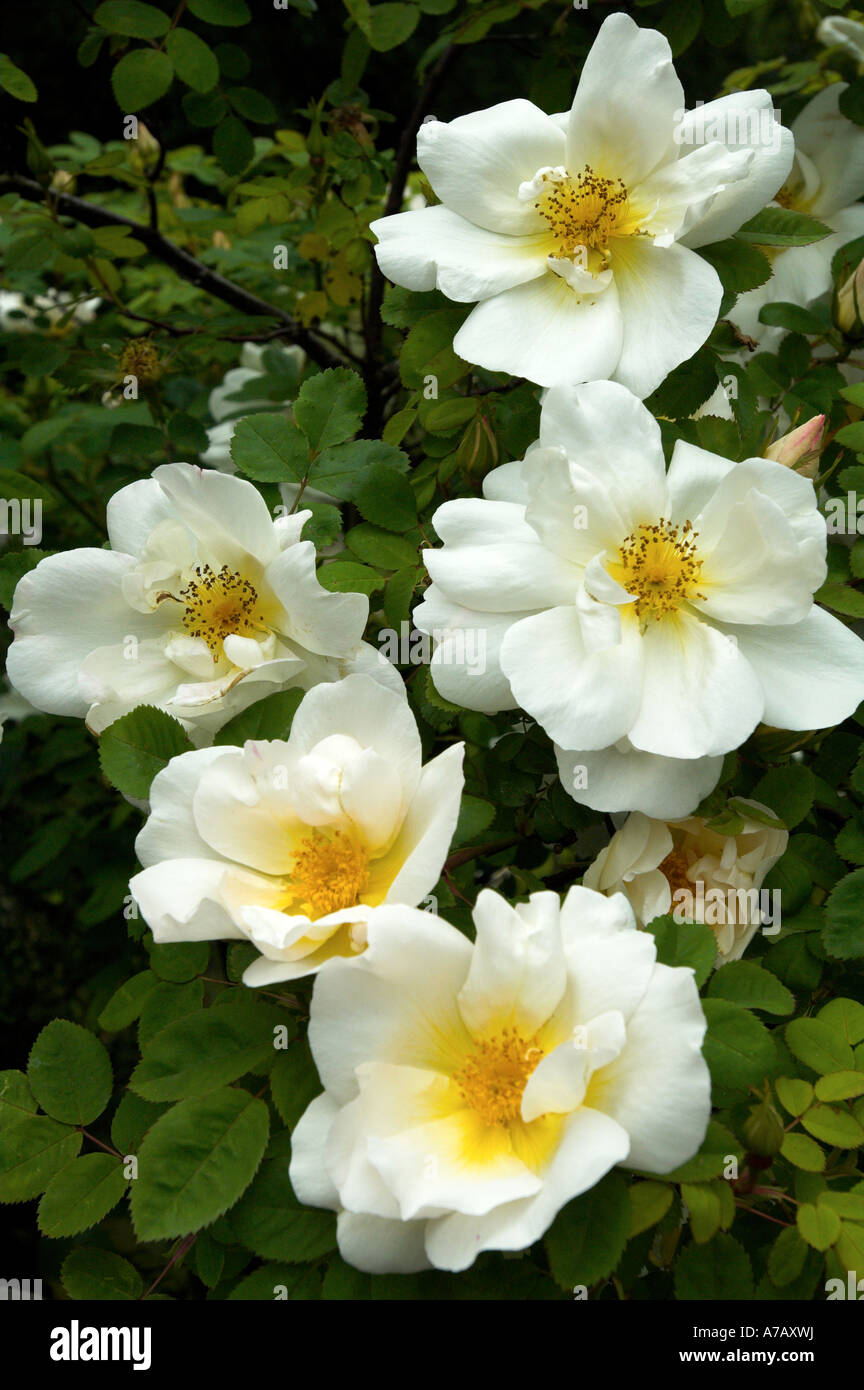 Rosa Nevada Rose Roses Stock Photo - Alamy