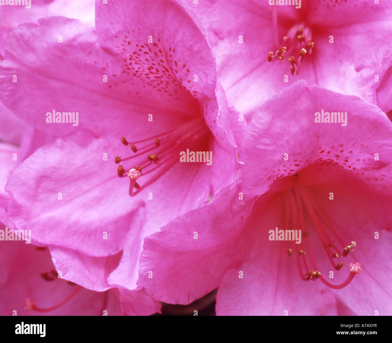 Pink Pearl Rhododendron Stock Photo - Alamy