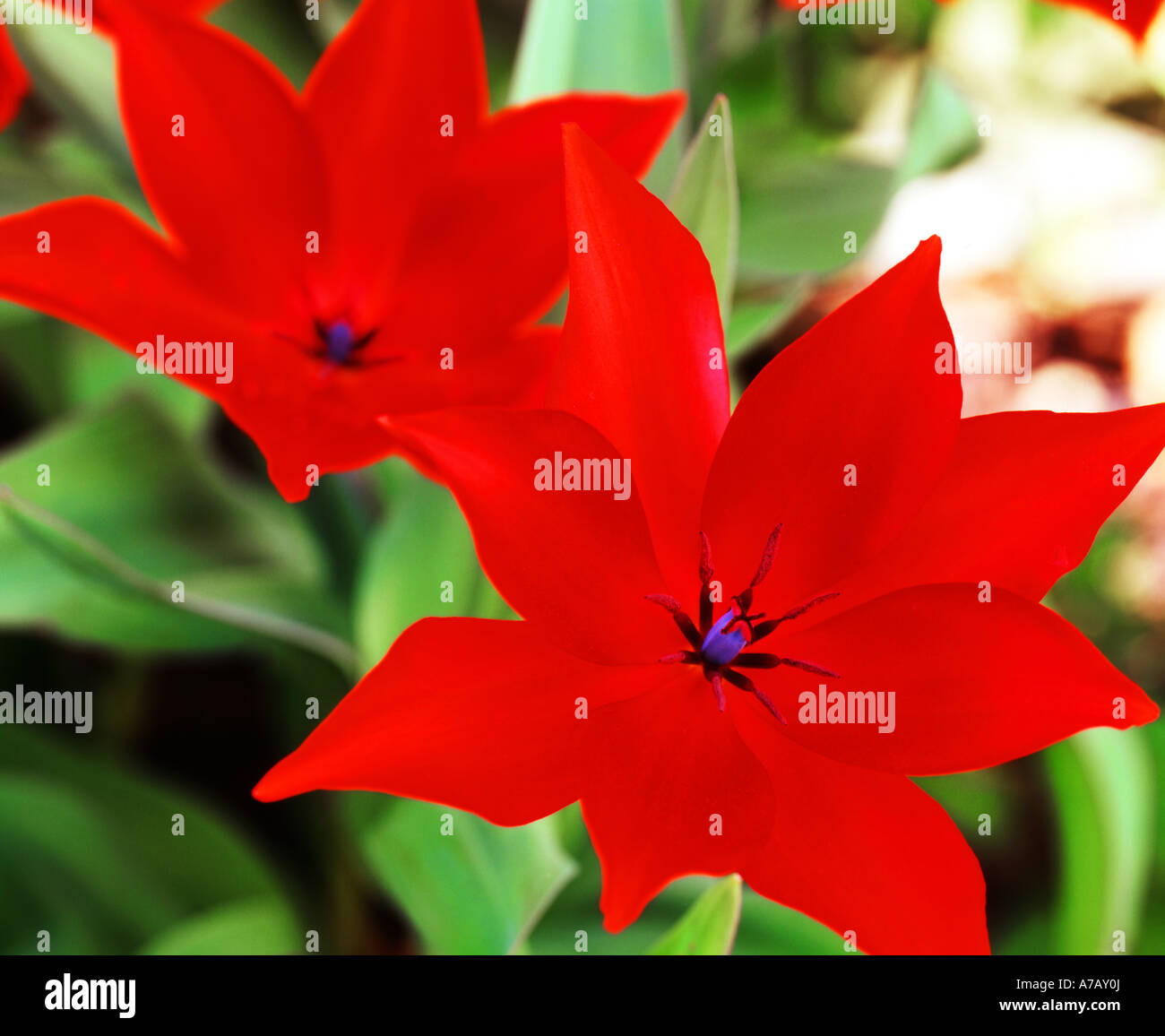 Dwarf red tulips Stock Photo - Alamy