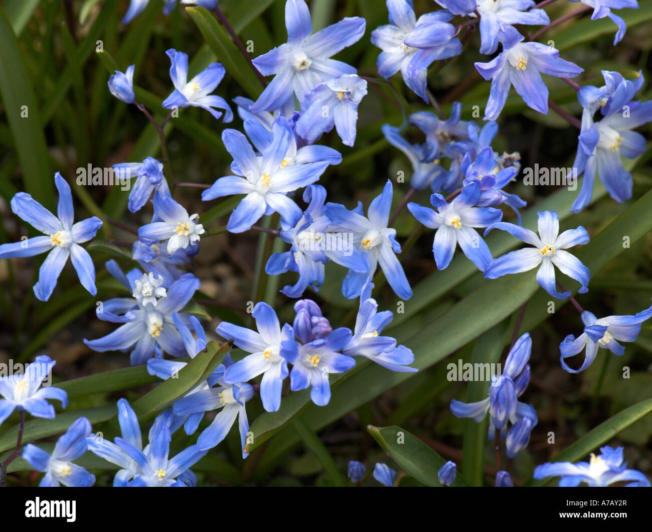 Chinodoxa hi-res stock photography and images - Alamy
