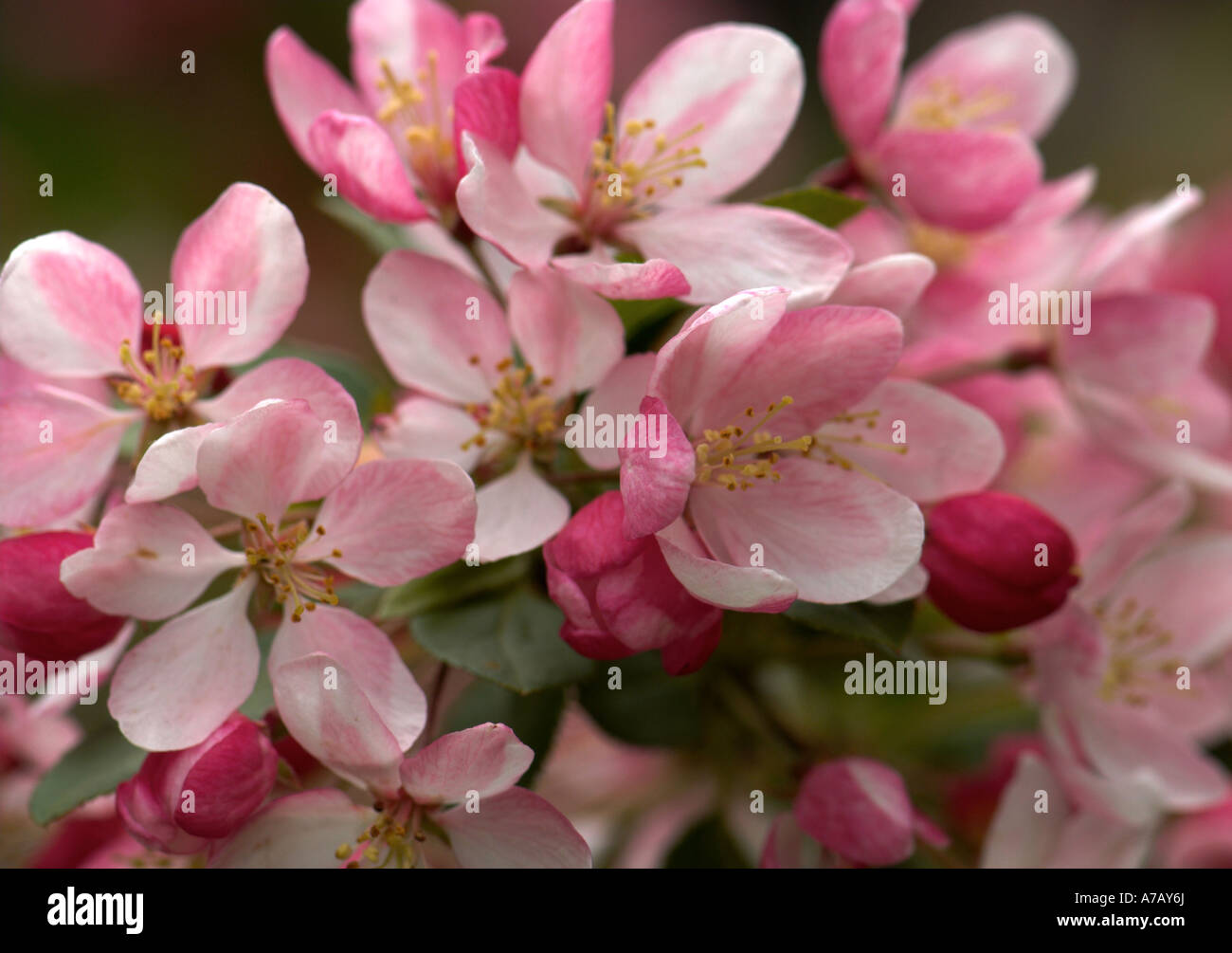 Malus Crab Apple Blossom Stock Photo - Alamy