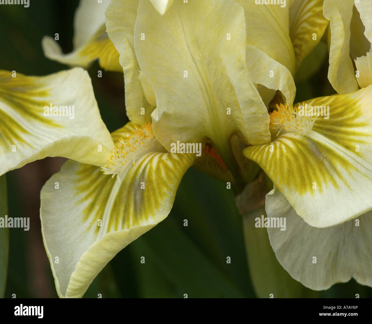 Dwarf Yellow Iris Stock Photo - Alamy