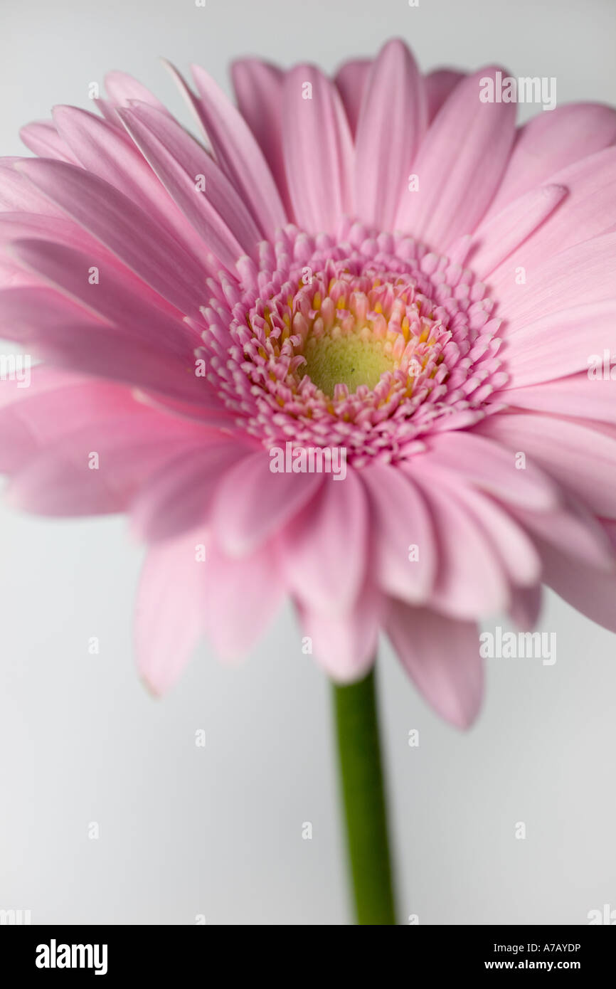 Pink Gerbera flower close up Stock Photo - Alamy