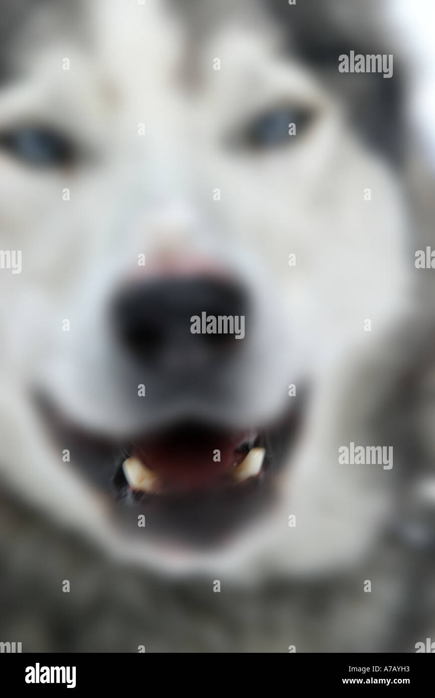 Sled dog blur Stock Photo - Alamy