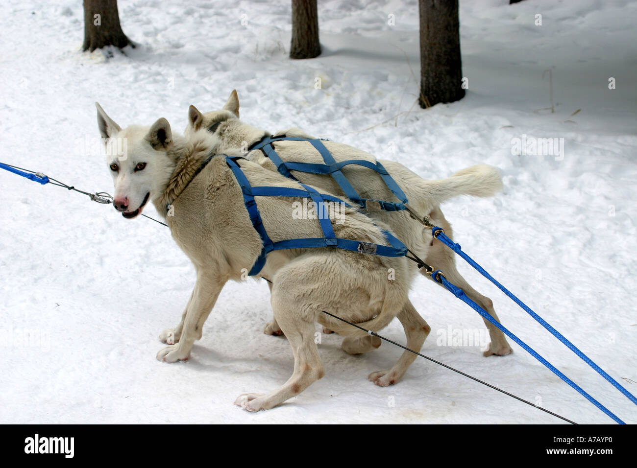 Sled dog sled sleigh skids hi-res stock photography and images - Alamy