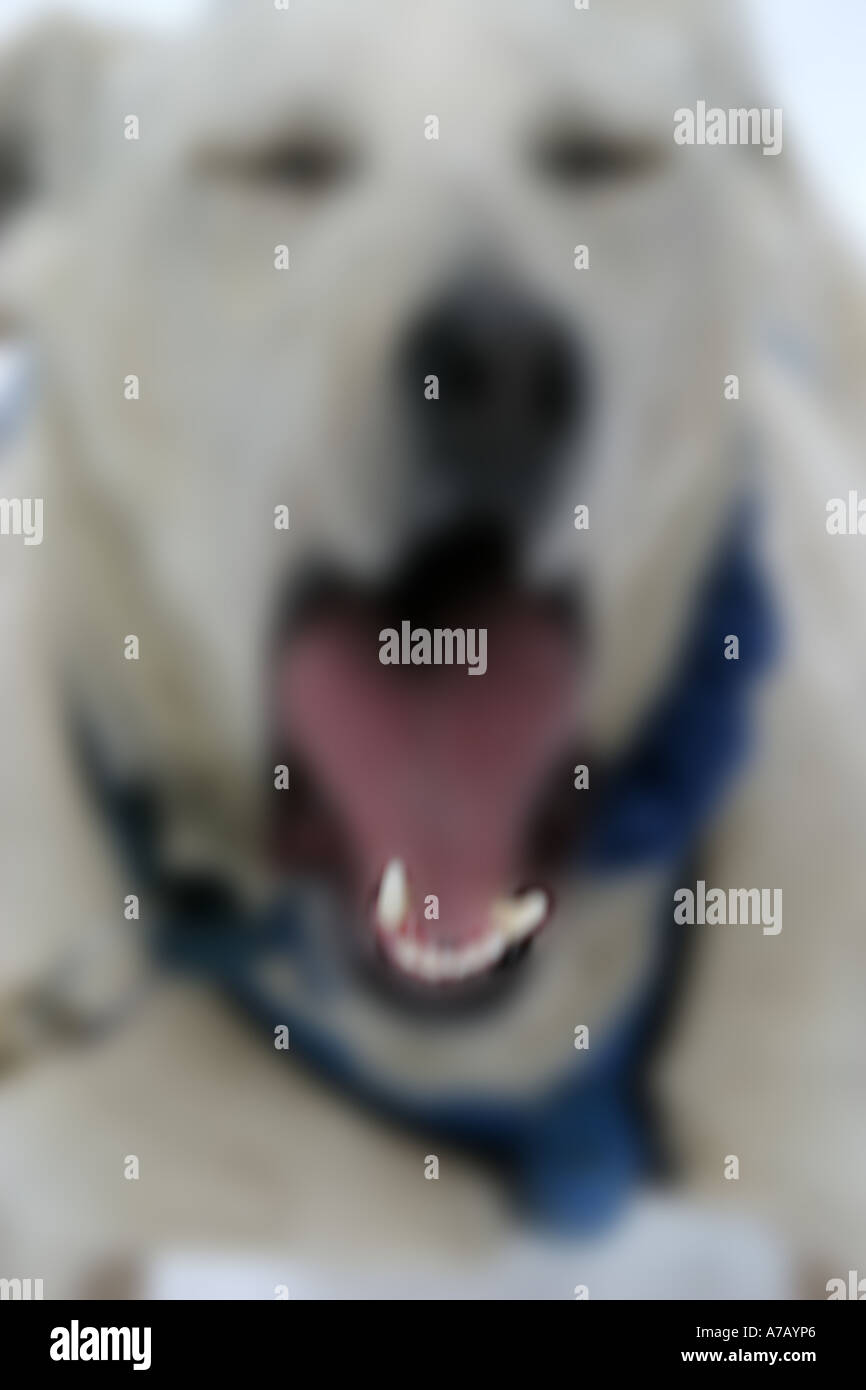 Sled dog blur Stock Photo - Alamy
