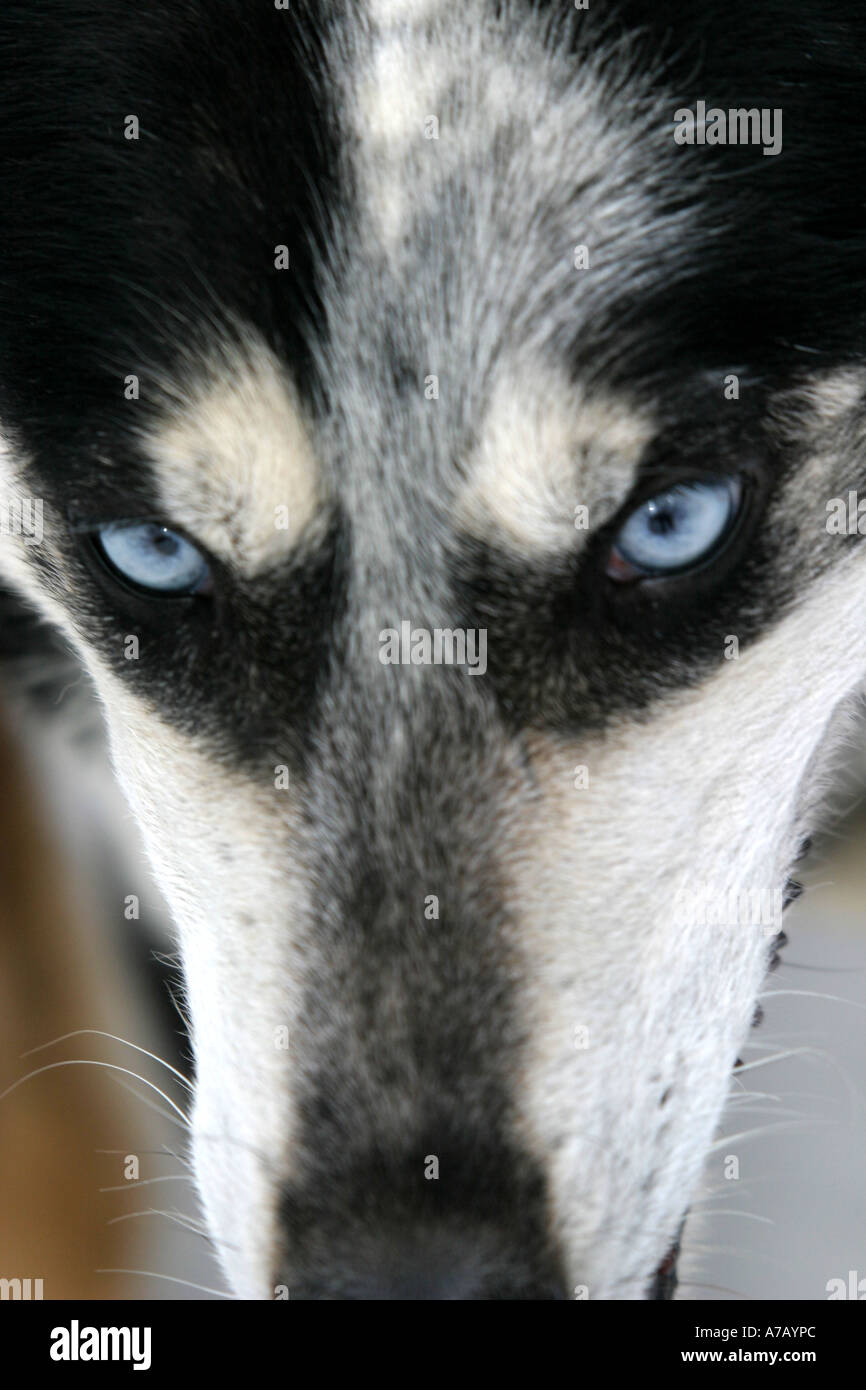 Sled dog sled sleigh skids hi-res stock photography and images - Alamy