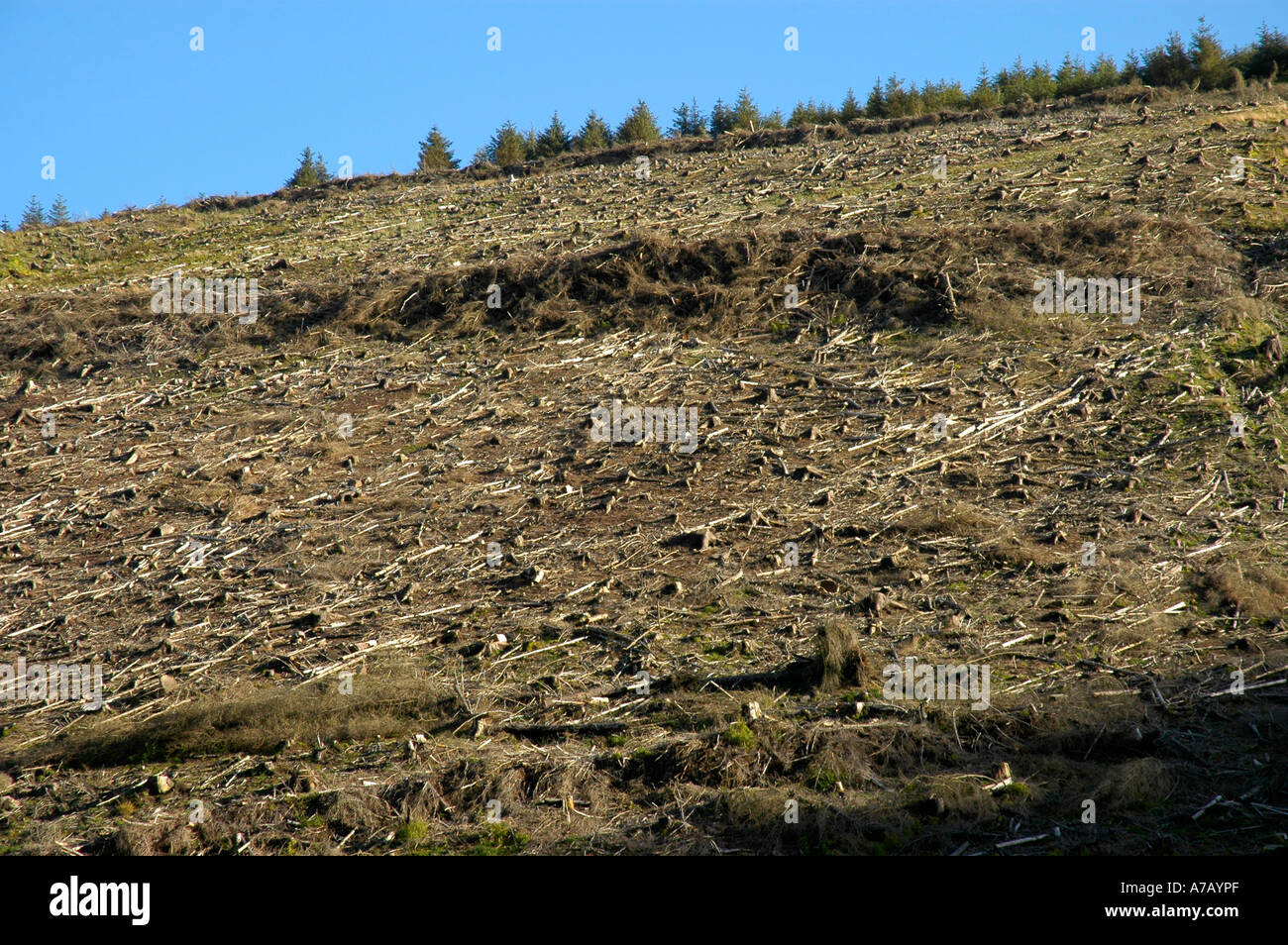 Clear fell land clearing hi-res stock photography and images - Alamy
