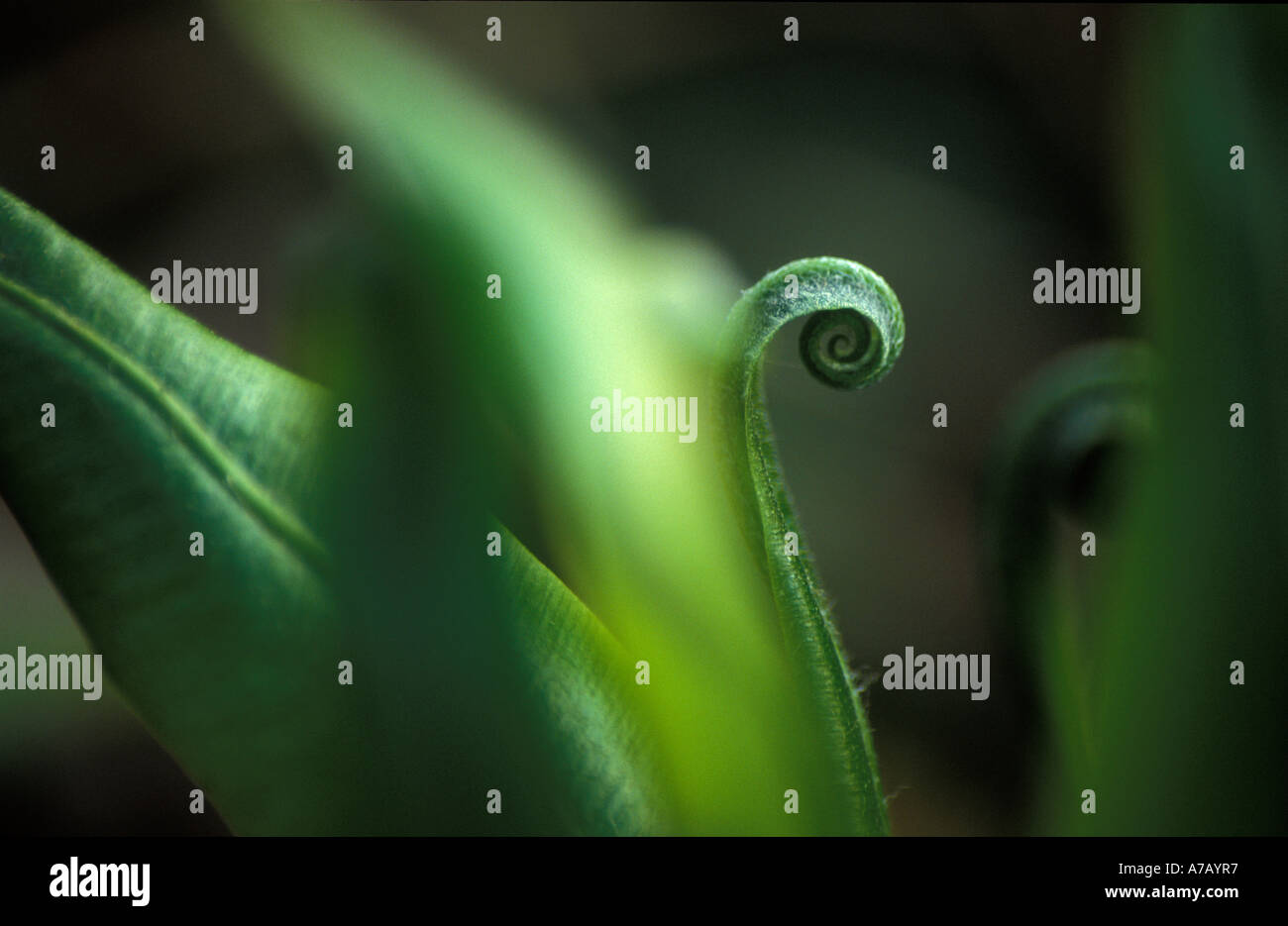 Fern in Spring Plants Natural World Wales Stock Photo - Alamy