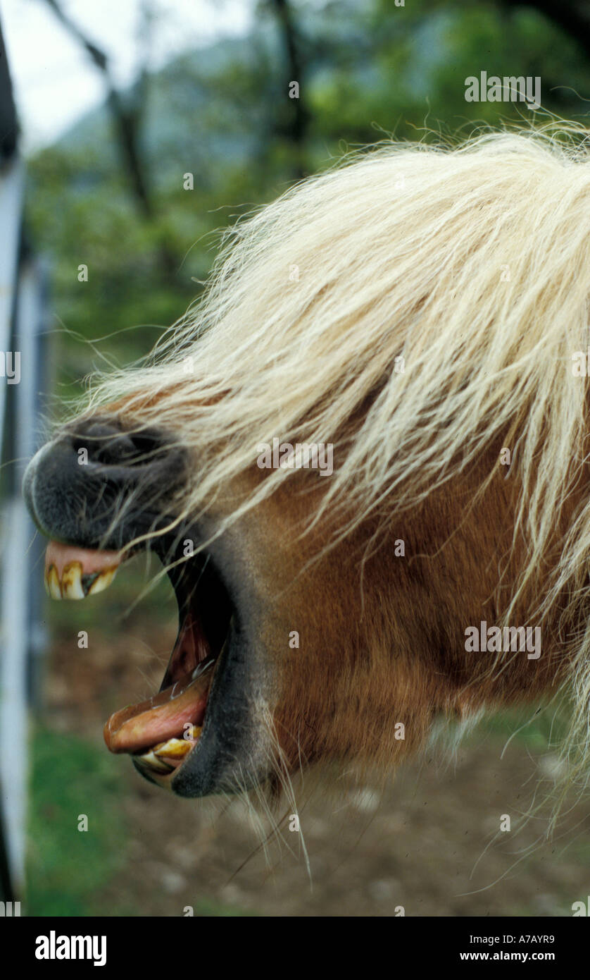 Horse mouth open showing teeth hi-res stock photography and images - Alamy