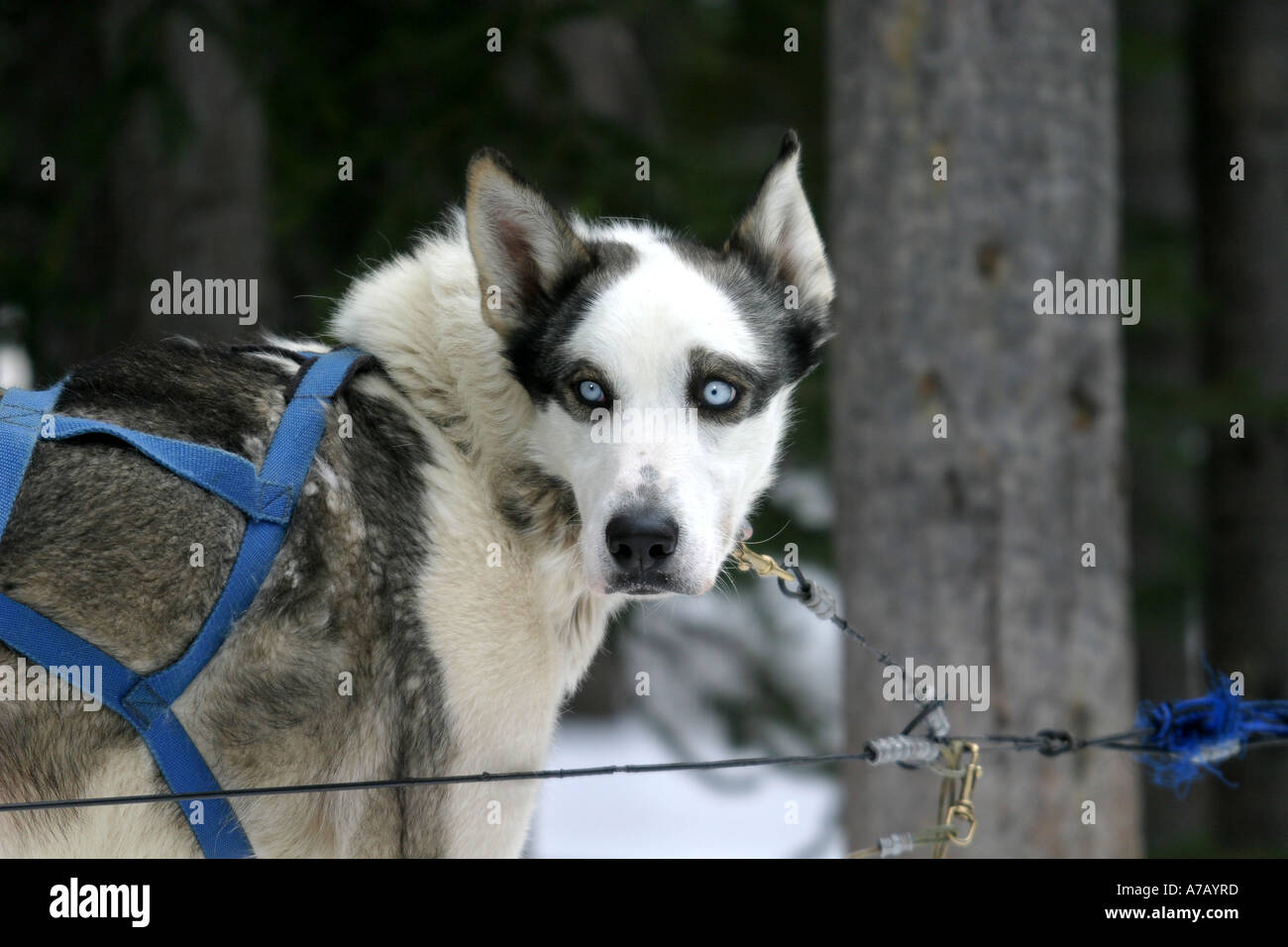 Sled dog sled sleigh skids hi-res stock photography and images - Alamy