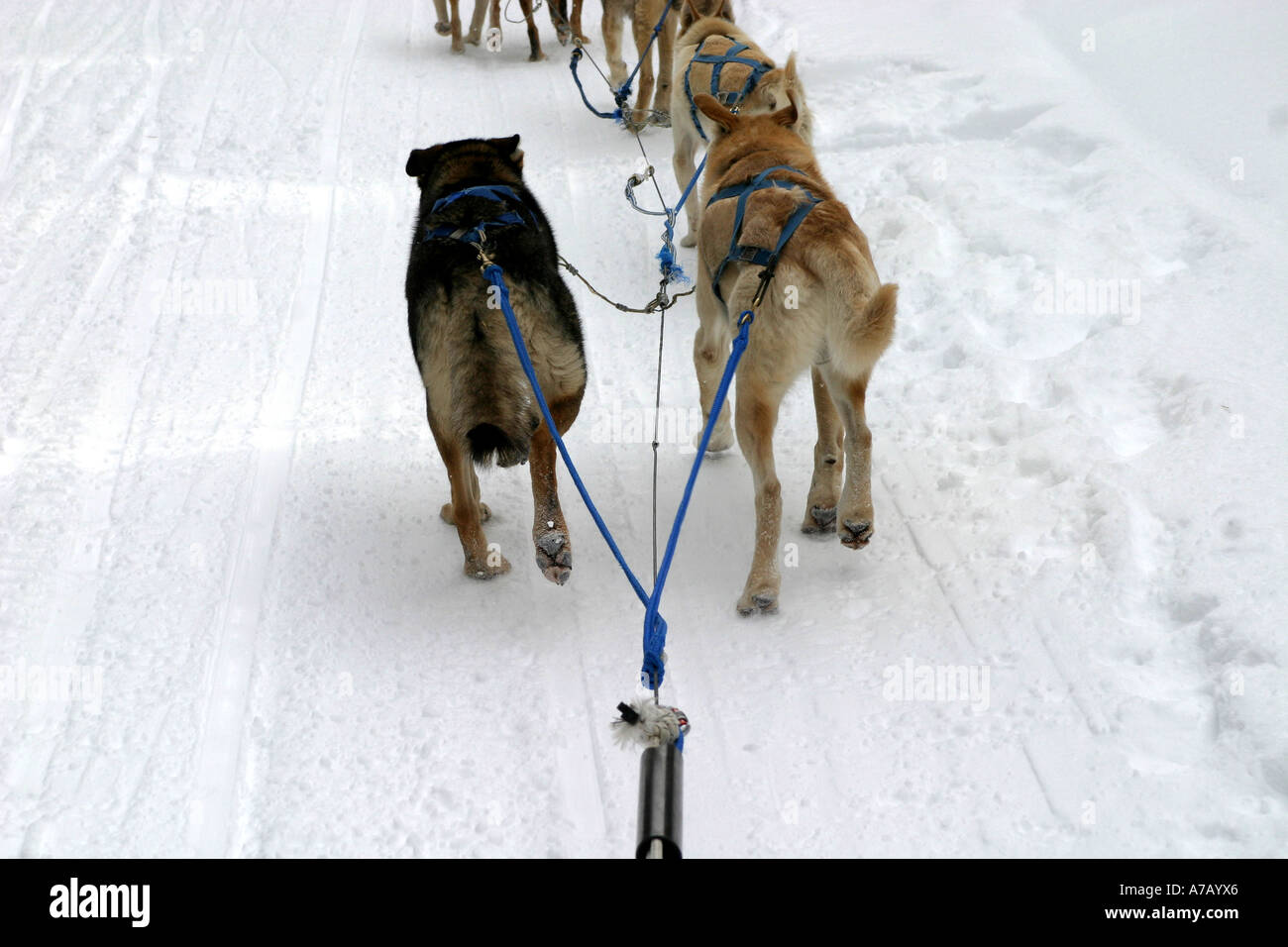 Sled dog sled sleigh skids hi-res stock photography and images - Alamy