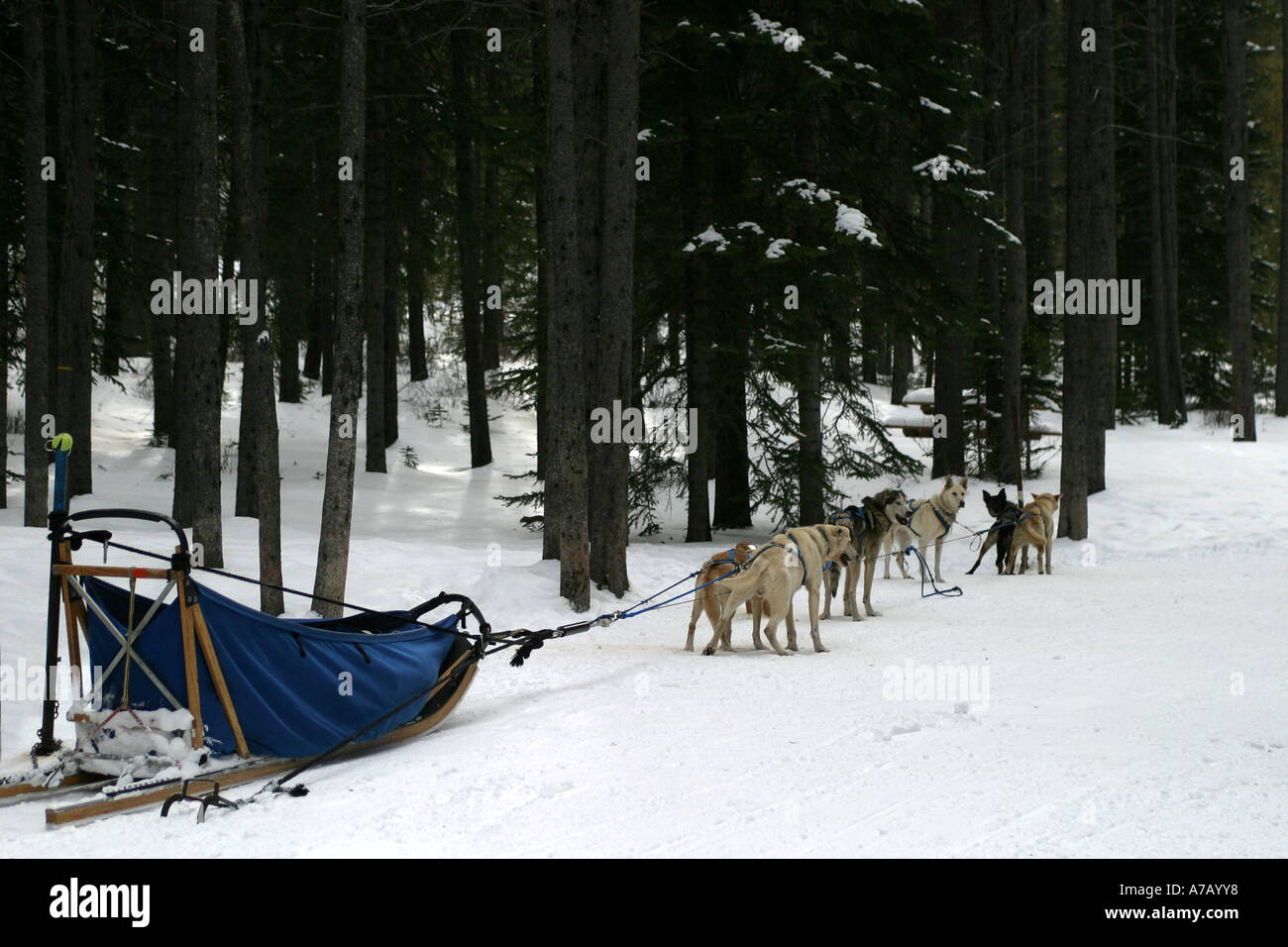 Sled dog sled sleigh skids hi-res stock photography and images - Alamy