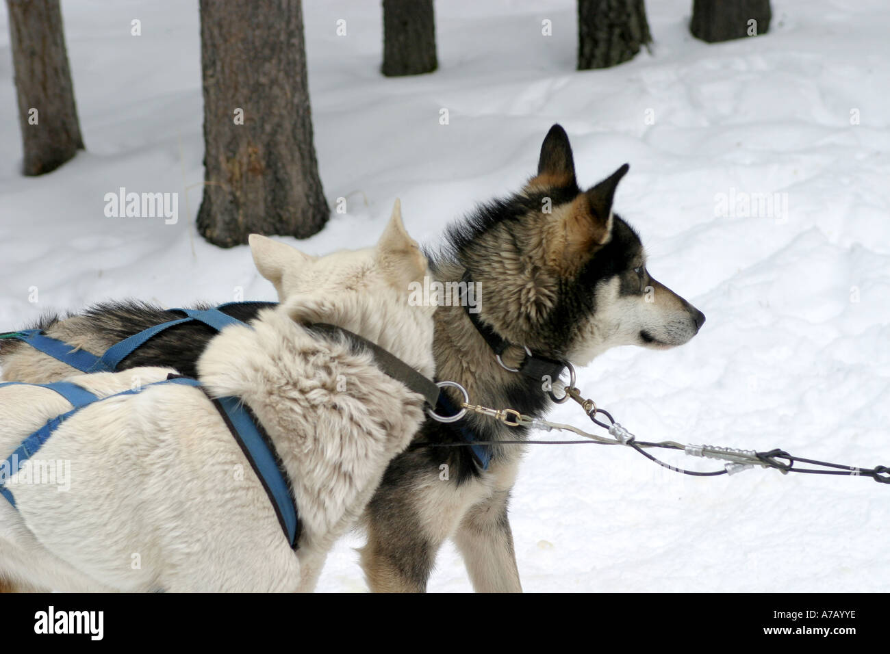 Sled dog sled sleigh skids hi-res stock photography and images - Alamy