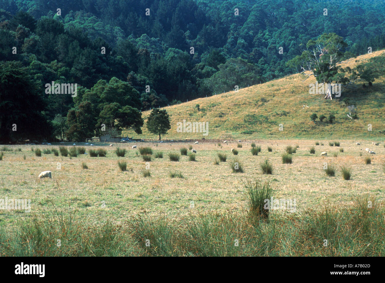 FARM LAND WITH GRAZING SHEEP JUST OFF THE GREAT OCEAN ROAD VICTORIA ...