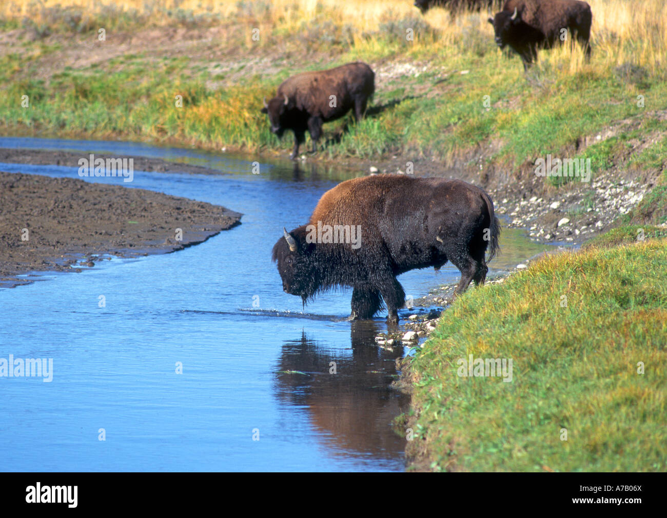 Bison in stream at Yellowstone National Park Stock Photo - Alamy