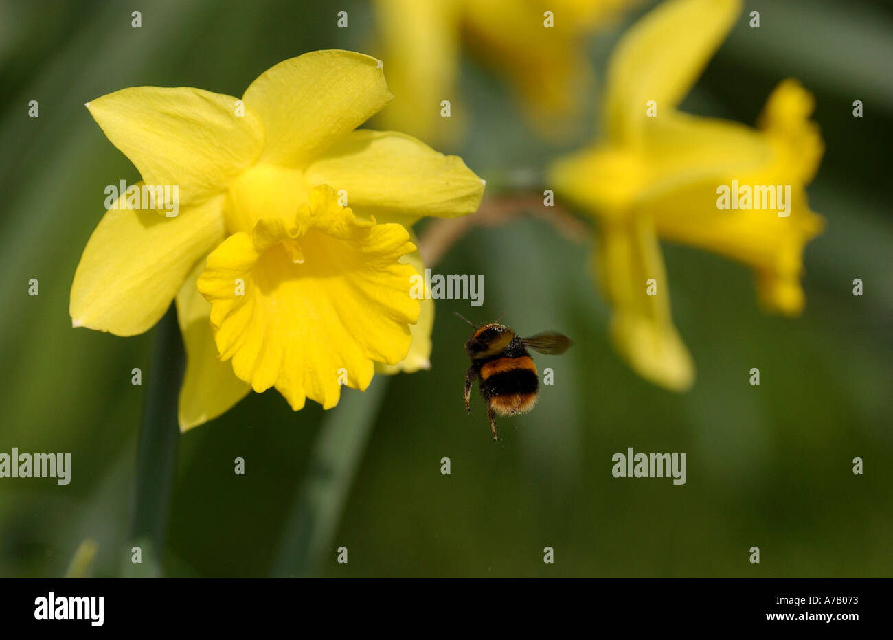 Bumblebee daffodil bee hi-res stock photography and images - Alamy