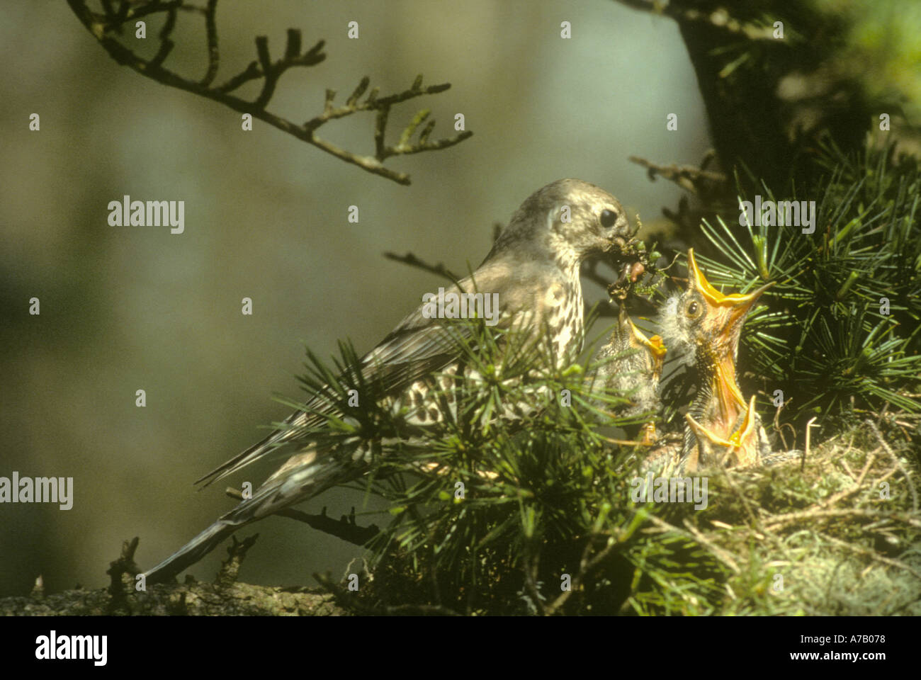 Young mistle thrush hi-res stock photography and images - Alamy