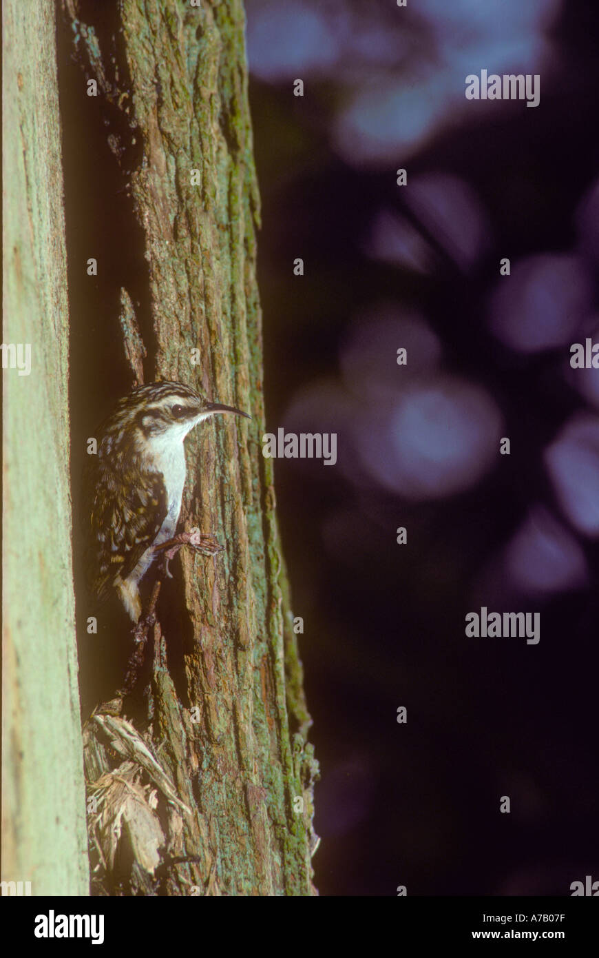 Treecreeper slips out from behind the bark where its nest is typically ...