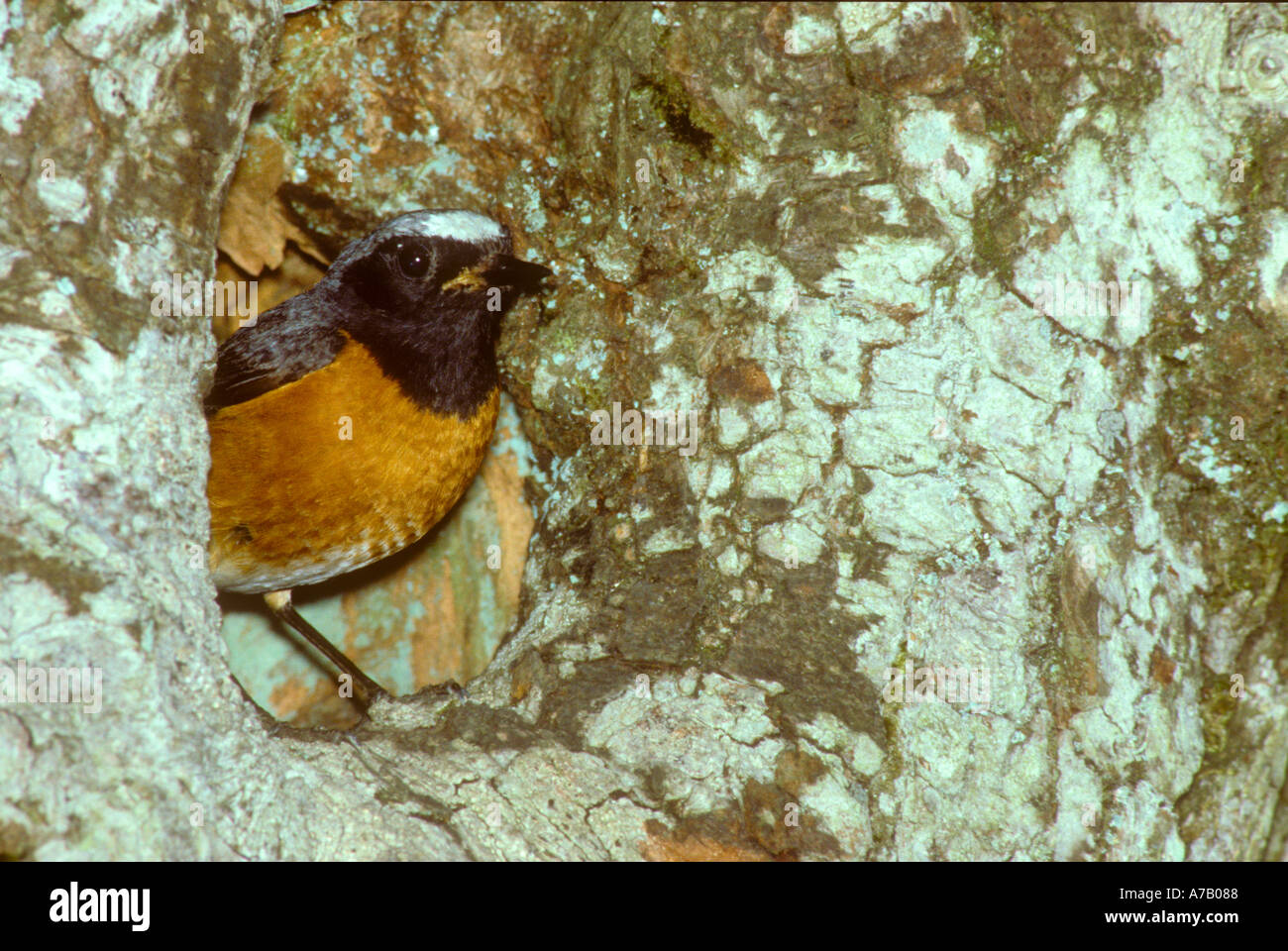 Male Redstart at nest hole Stock Photo - Alamy