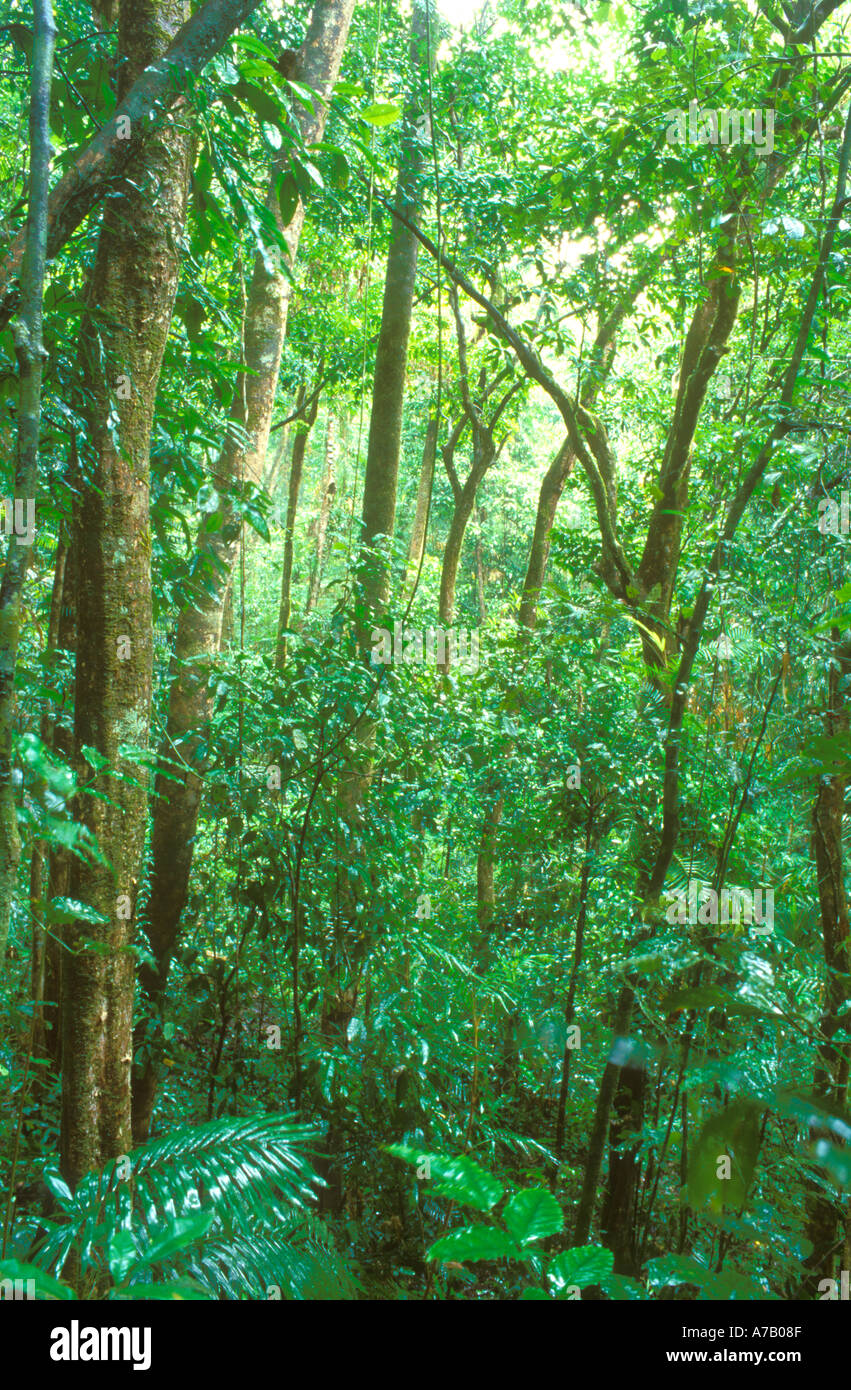 Tropical rainforest complete with tropical rain Stock Photo - Alamy