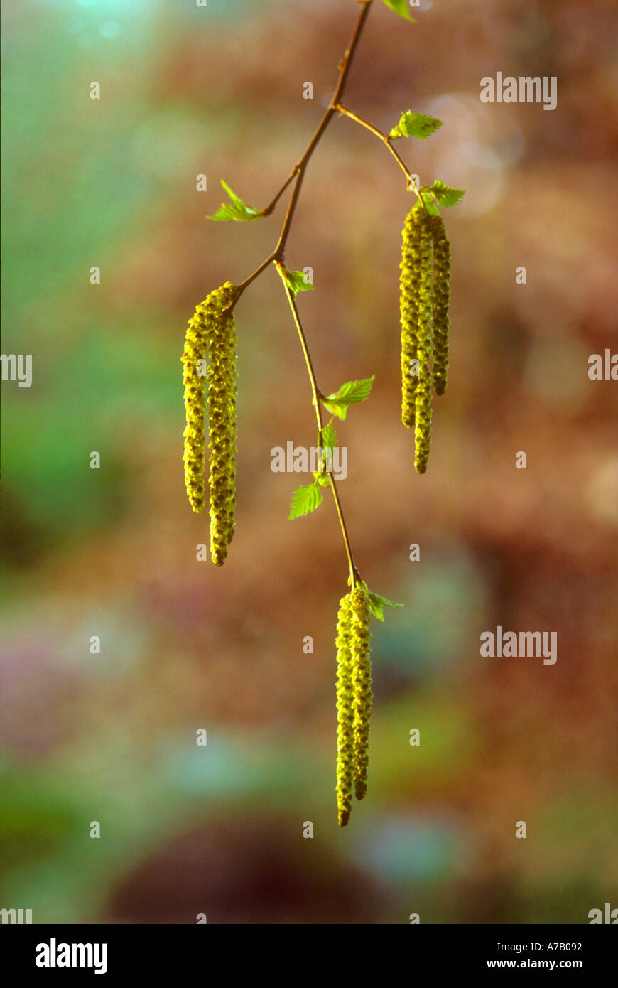 Silver birch catkins uk hi-res stock photography and images - Alamy