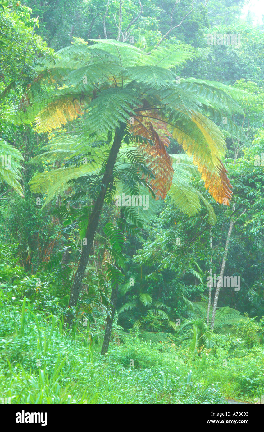 Tree Fern in tropical rainforest complete with tropical rain Stock ...
