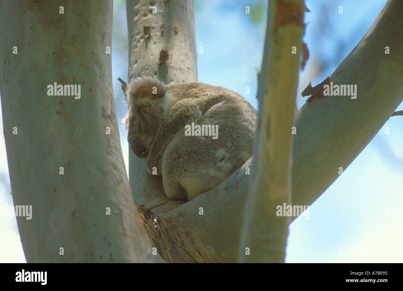 Koala sleeping wild asleep tree hi-res stock photography and images - Alamy