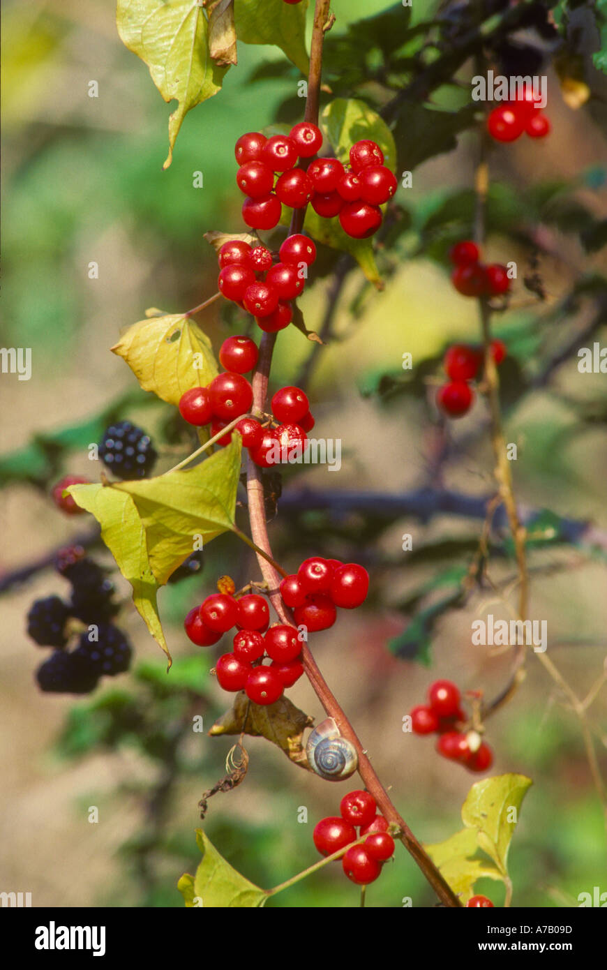 Hedge berries birds hi-res stock photography and images - Alamy