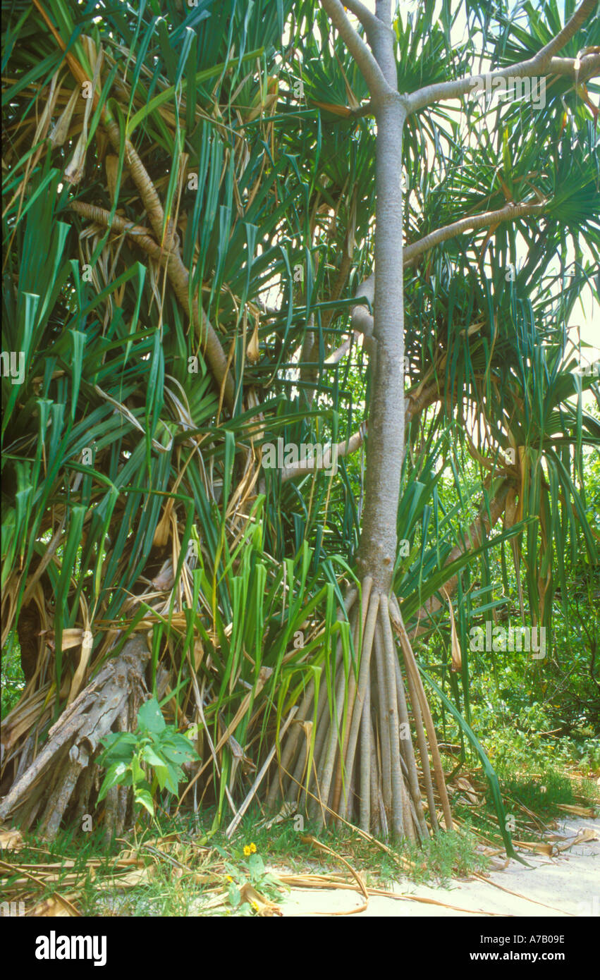 Trees on stilts Stock Photo - Alamy