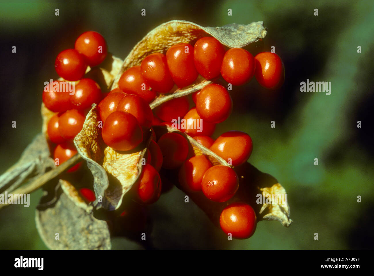 Red iris birds hi-res stock photography and images - Alamy