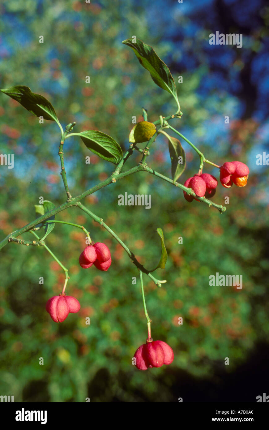 Spindle Tree berries Stock Photo - Alamy