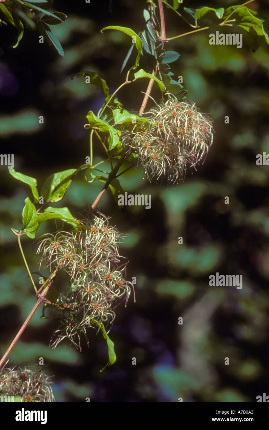 Downy Beard High Resolution Stock Photography and Images - Alamy