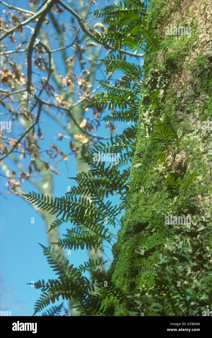 Common Polypody typically growing on the trunk of a tree Stock Photo ...