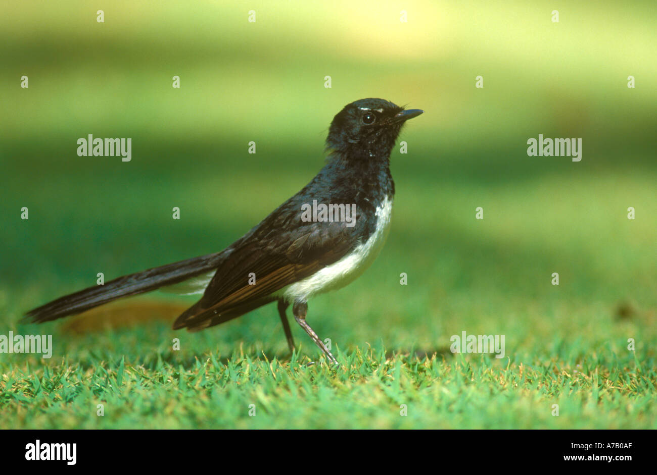 Willie wagtail fantail australia rhipidura leucophrys hi-res stock ...