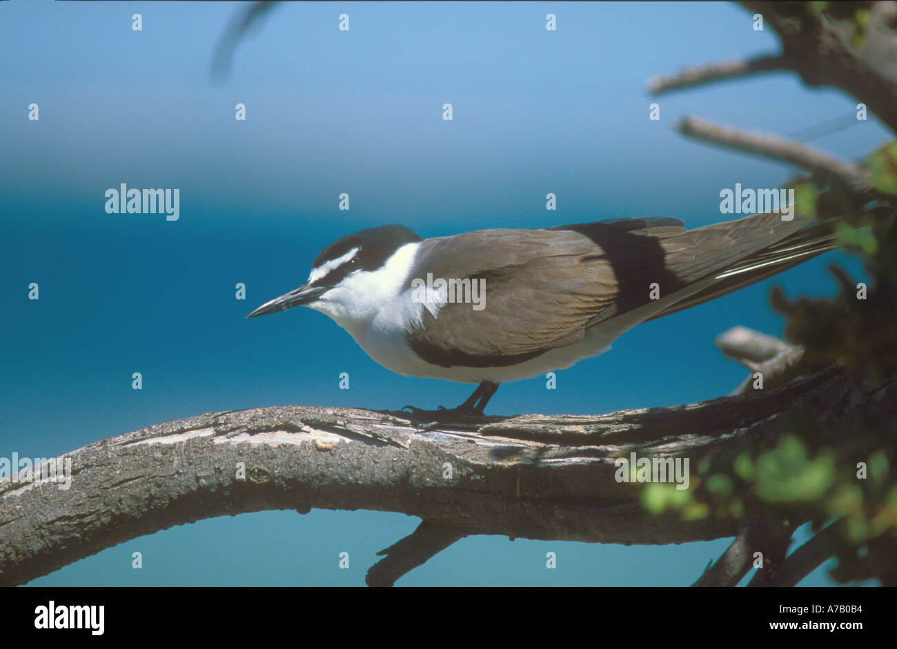 Bridled Tern a classic portrait Stock Photo - Alamy