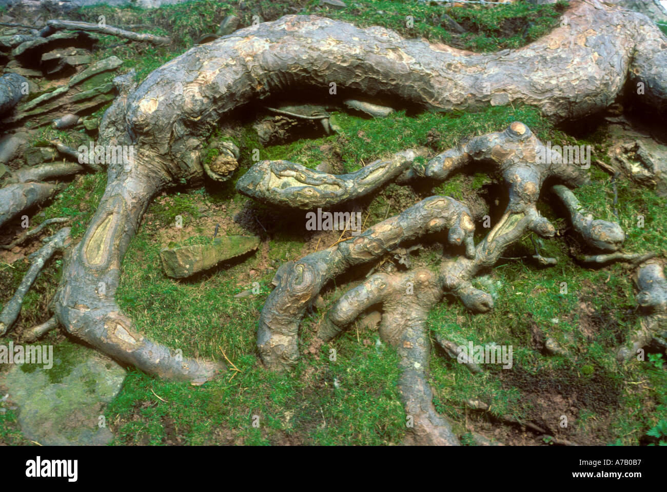 Looking up old twisted hi-res stock photography and images - Alamy