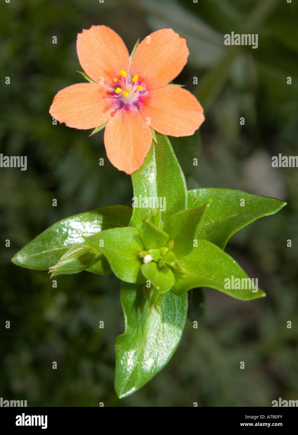 Wild flower Scarlet Pimpernel Anagallis Arvensis Stock Photo - Alamy