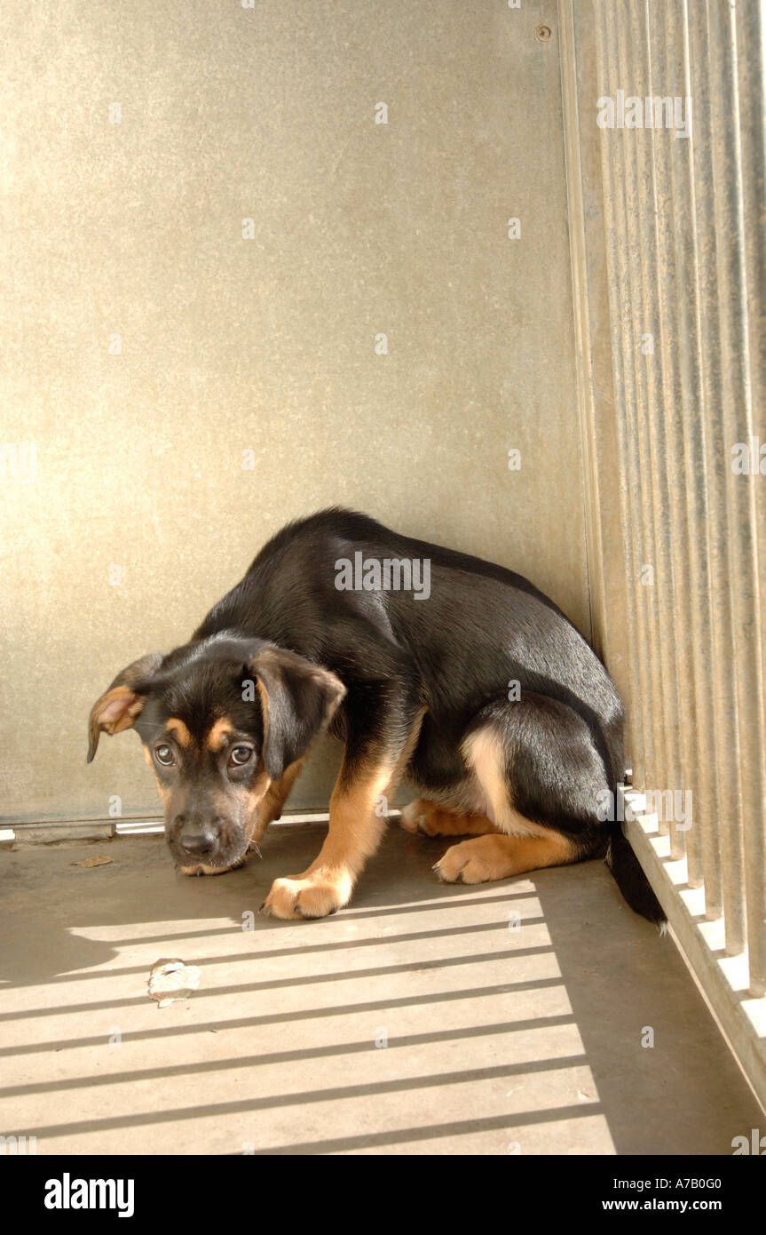 Sad puppy unhappy hi-res stock photography and images - Alamy