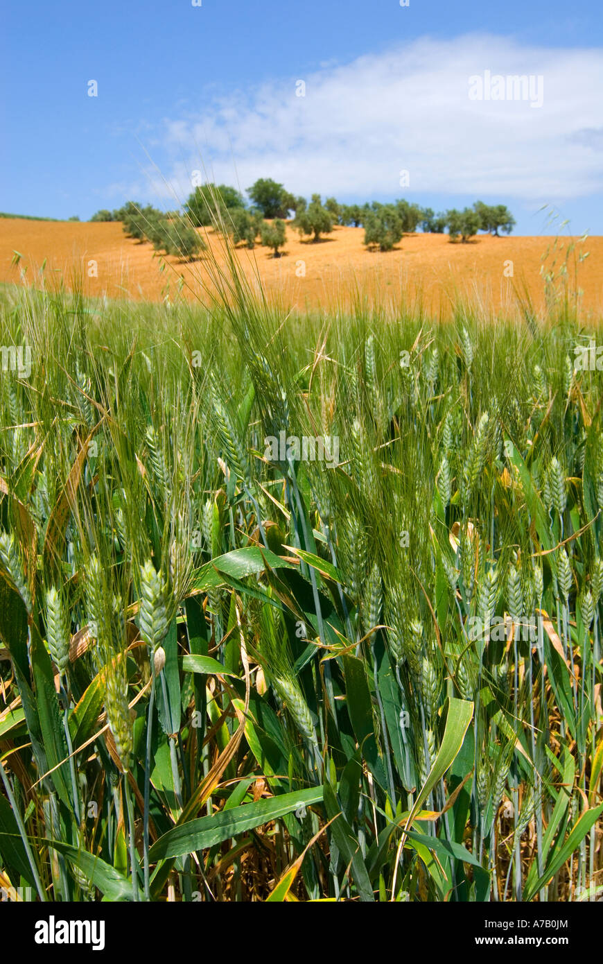 Barly Field High Resolution Stock Photography and Images - Alamy