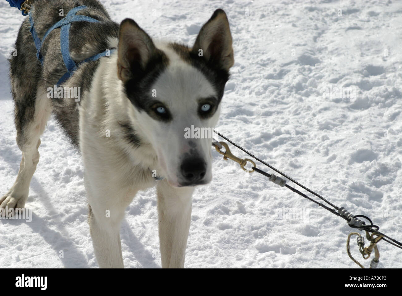 Sled dog sled sleigh skids hi-res stock photography and images - Alamy