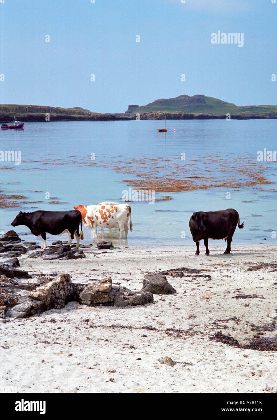 Cows on the Beach Galanach Bay Island of Muck Scotland Stock Photo - Alamy