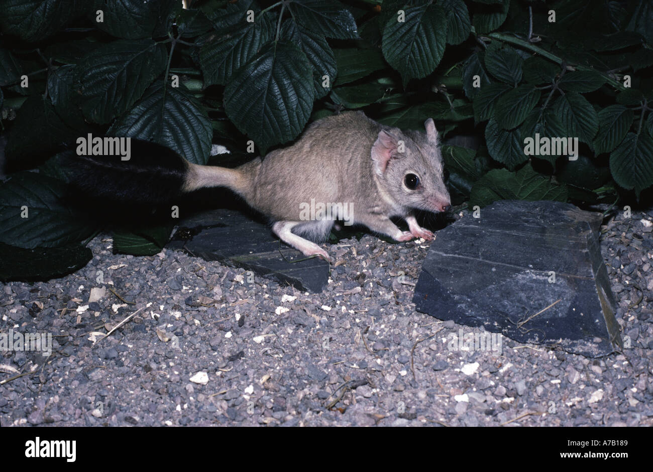 Kowari Dasyuroides byrnei Stock Photo - Alamy