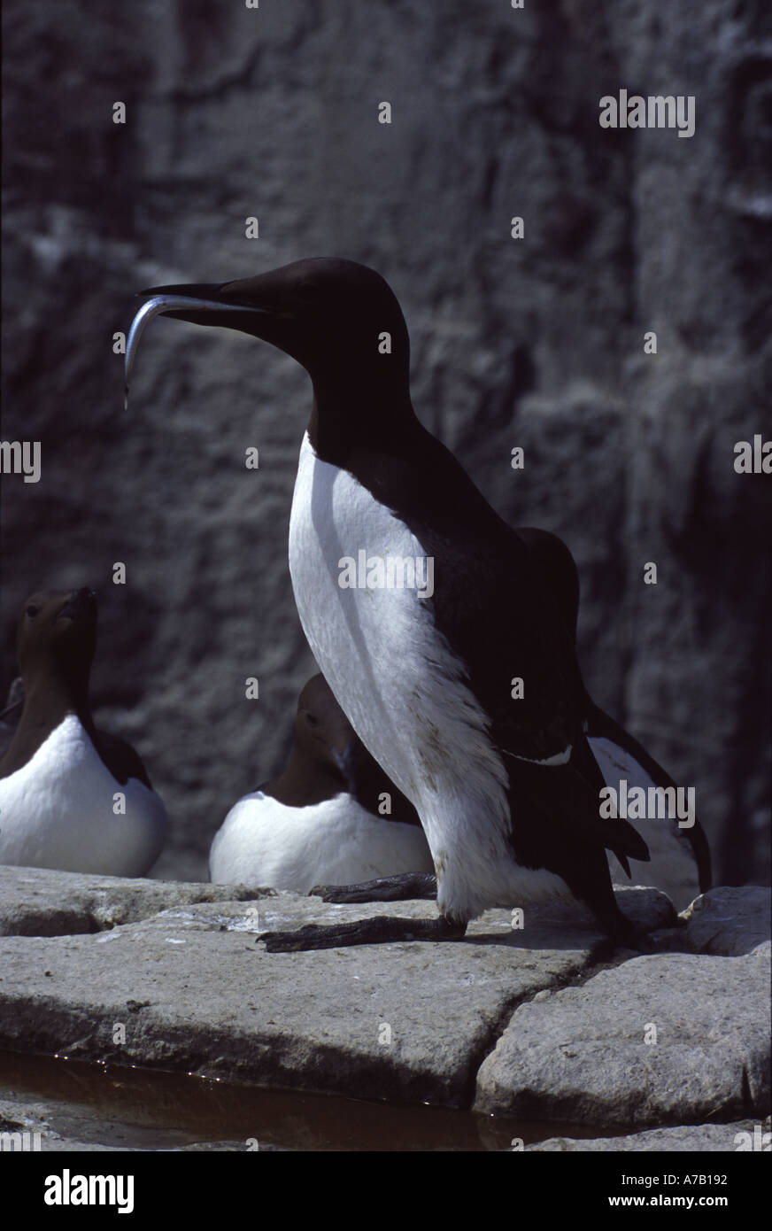 Fish uria hi-res stock photography and images - Alamy