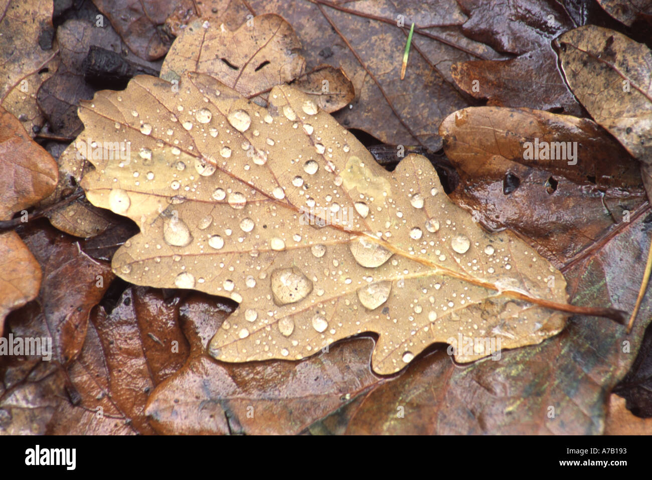 Fallen oak leaf Quercus sp Stock Photo - Alamy