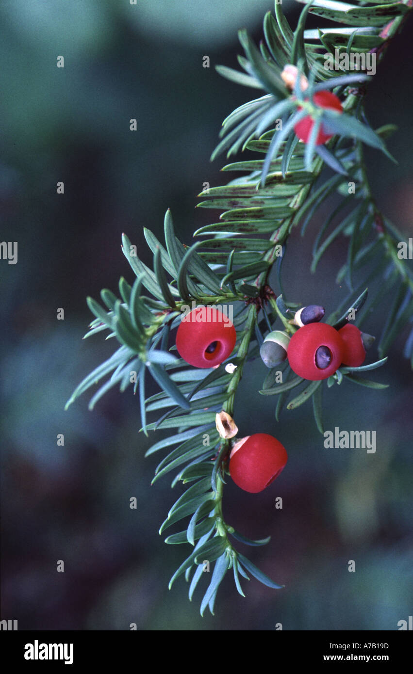 Yew, Taxus baccata Stock Photo - Alamy