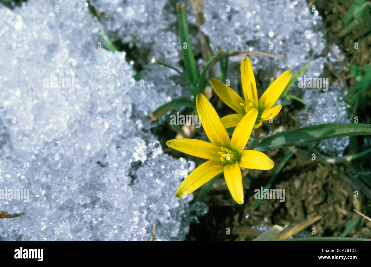 flower and snow Stock Photo - Alamy